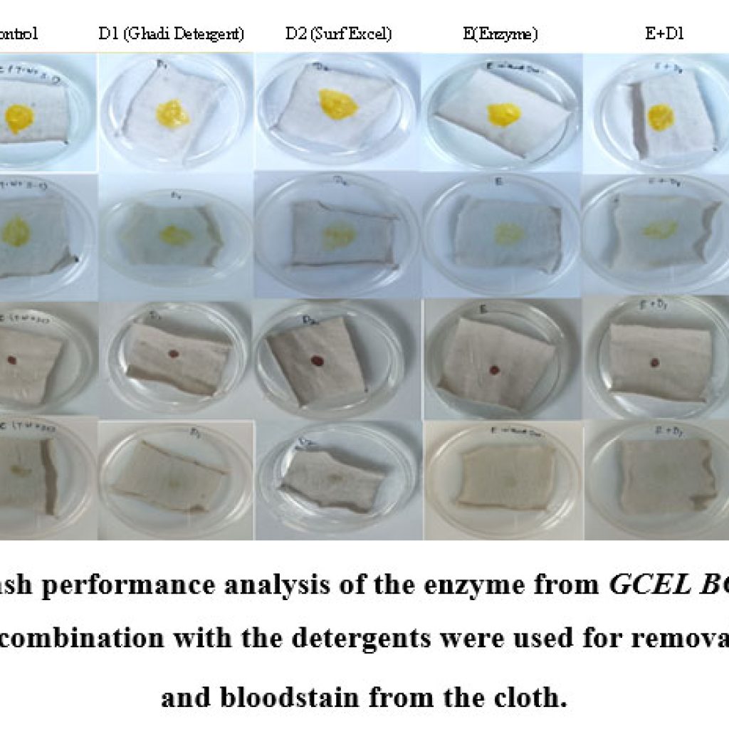 Isolation and Characterization of Aeromonas taiwanensis Strain for ...