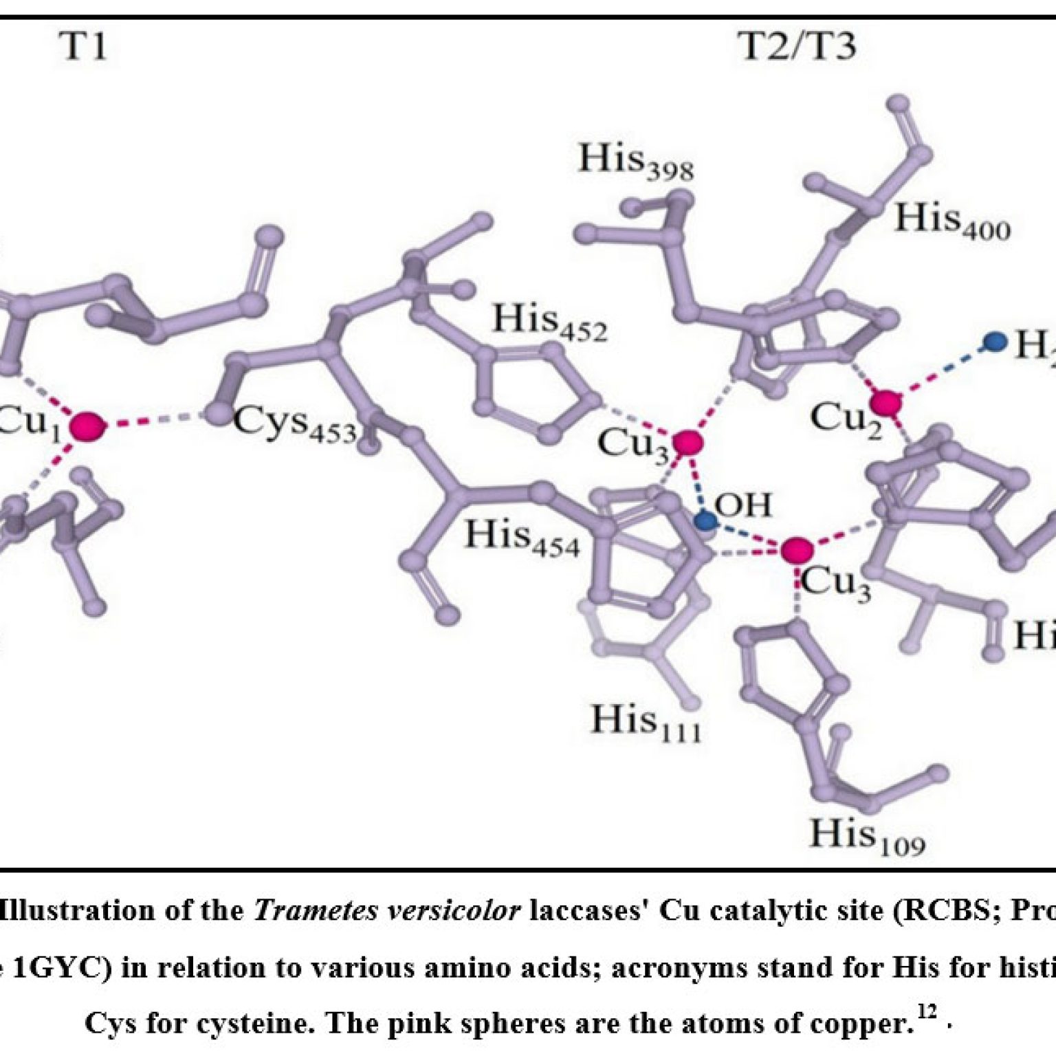 LACCASE ENZYME: A Sustainable Catalyst For Bioremediation Strategies ...