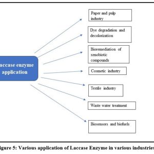 LACCASE ENZYME: A Sustainable Catalyst For Bioremediation Strategies ...