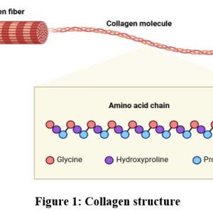 A Comprehensive Review on the Role of Collagen in Health and Disease ...