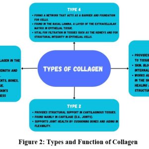 A Comprehensive Review on the Role of Collagen in Health and Disease ...