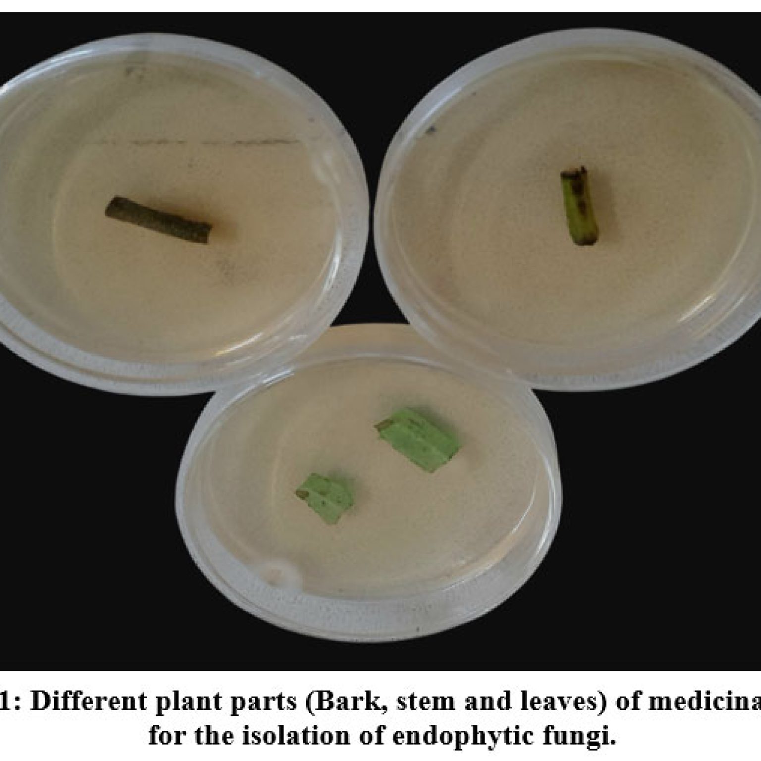 Isolation and Identification of Endophytic Fungi from Indigenous ...