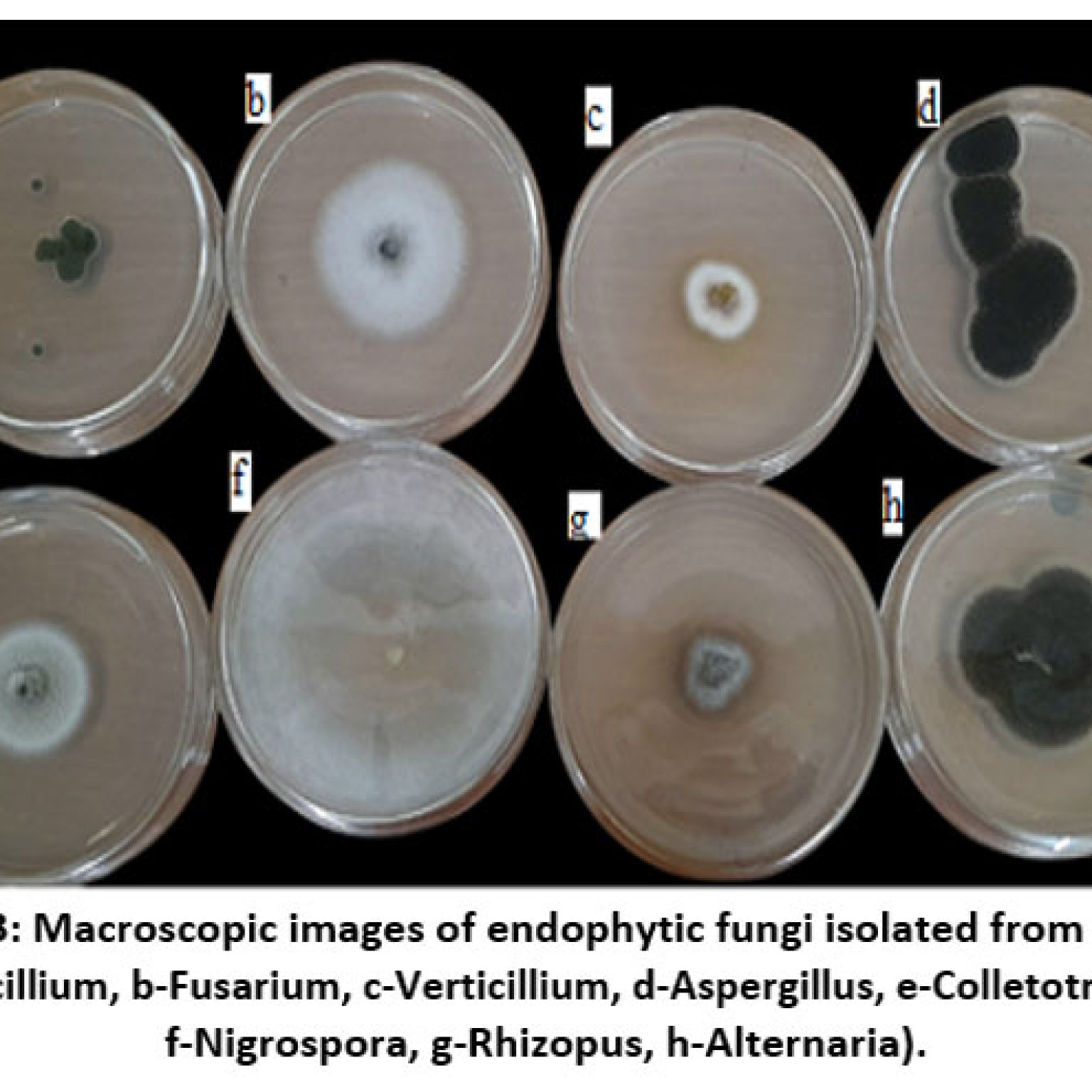 Isolation and Identification of Endophytic Fungi from Indigenous ...