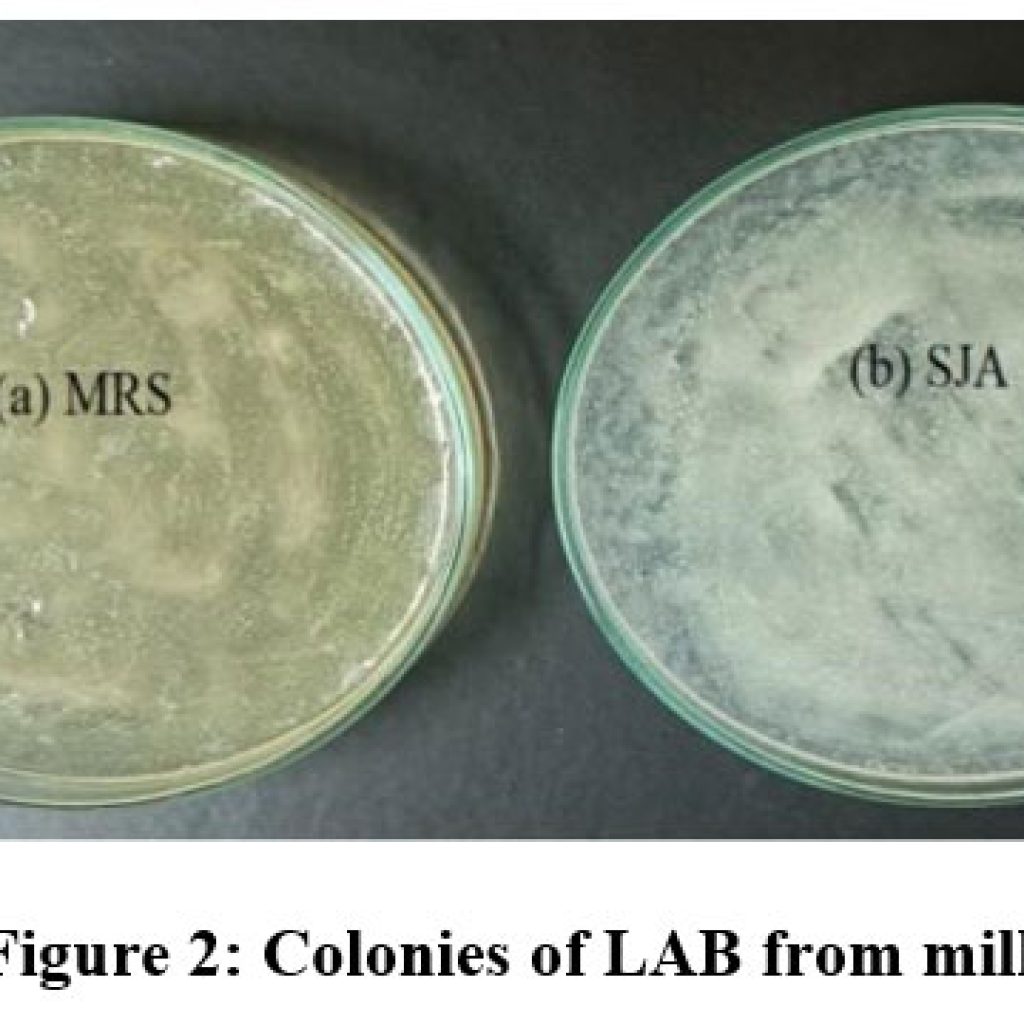 A Better and Cheaper Culture Medium for Isolation of Lactic Acid ...
