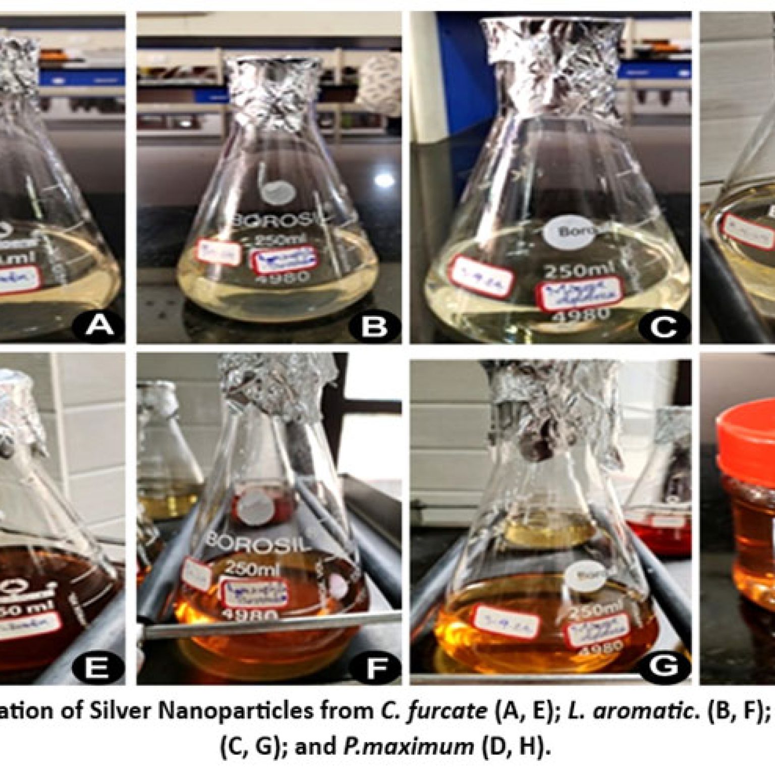 Multifunctional Silver Nanoparticles from Plant Extracts: Green ...