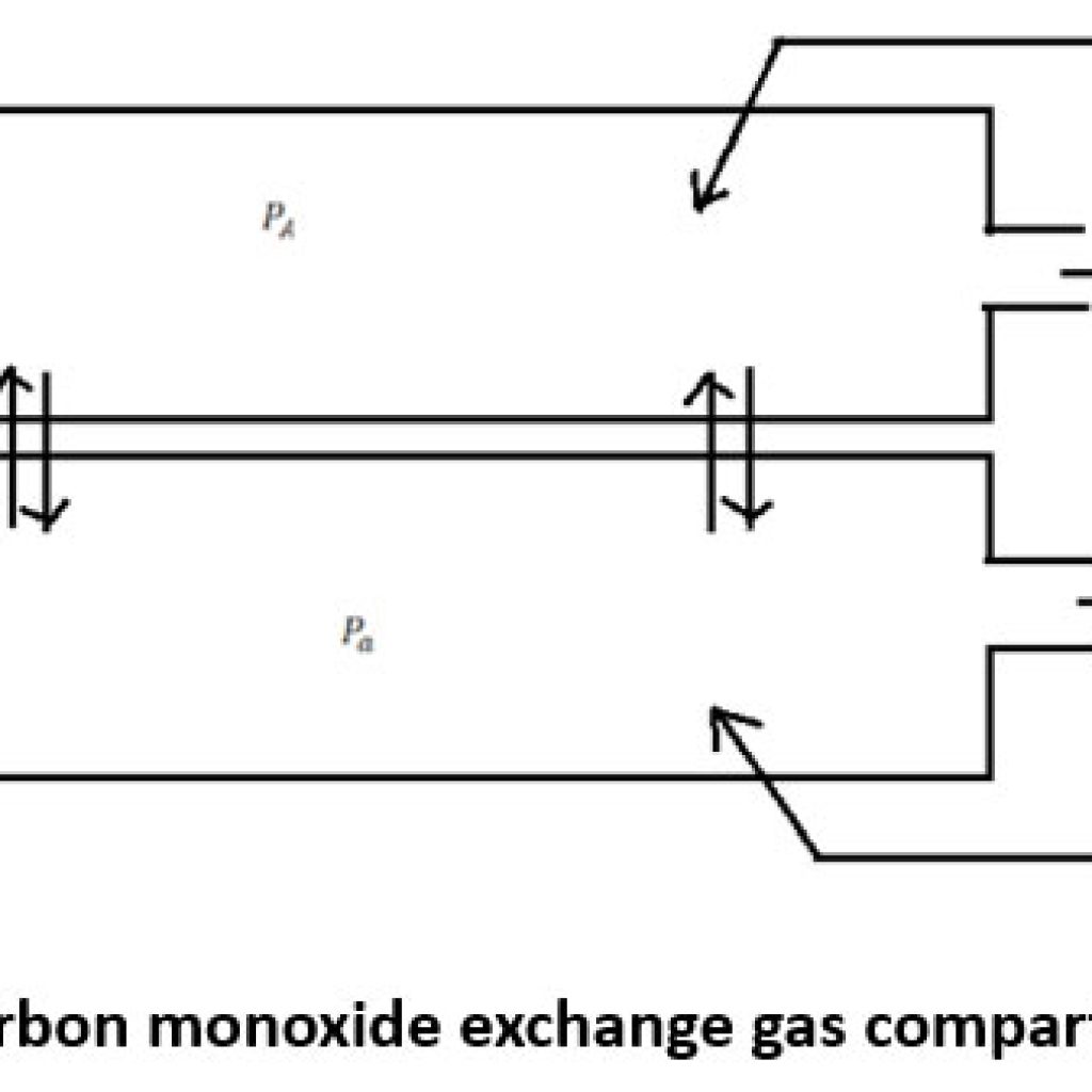 Numerical Modelling of Alveolar Gas Exchange to Calculate the ...