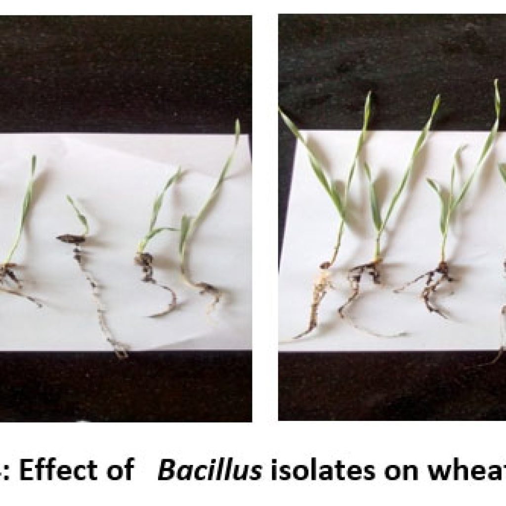 Enhanced Plant Growth and Biomass Accumulation via Bacillus spp ...