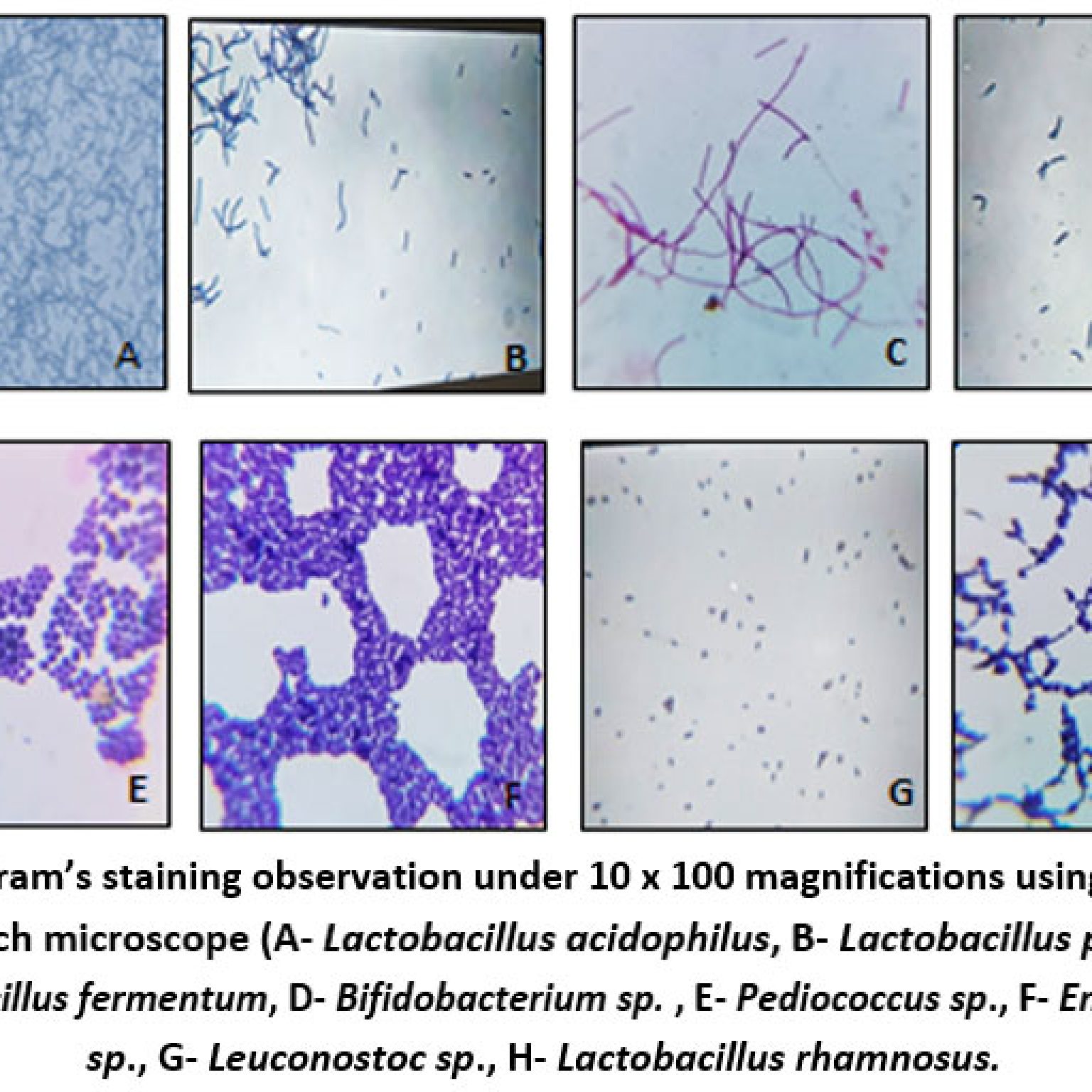 Lactic Acid Bacteria Isolated from Human Feces of Vegetarian and Non ...