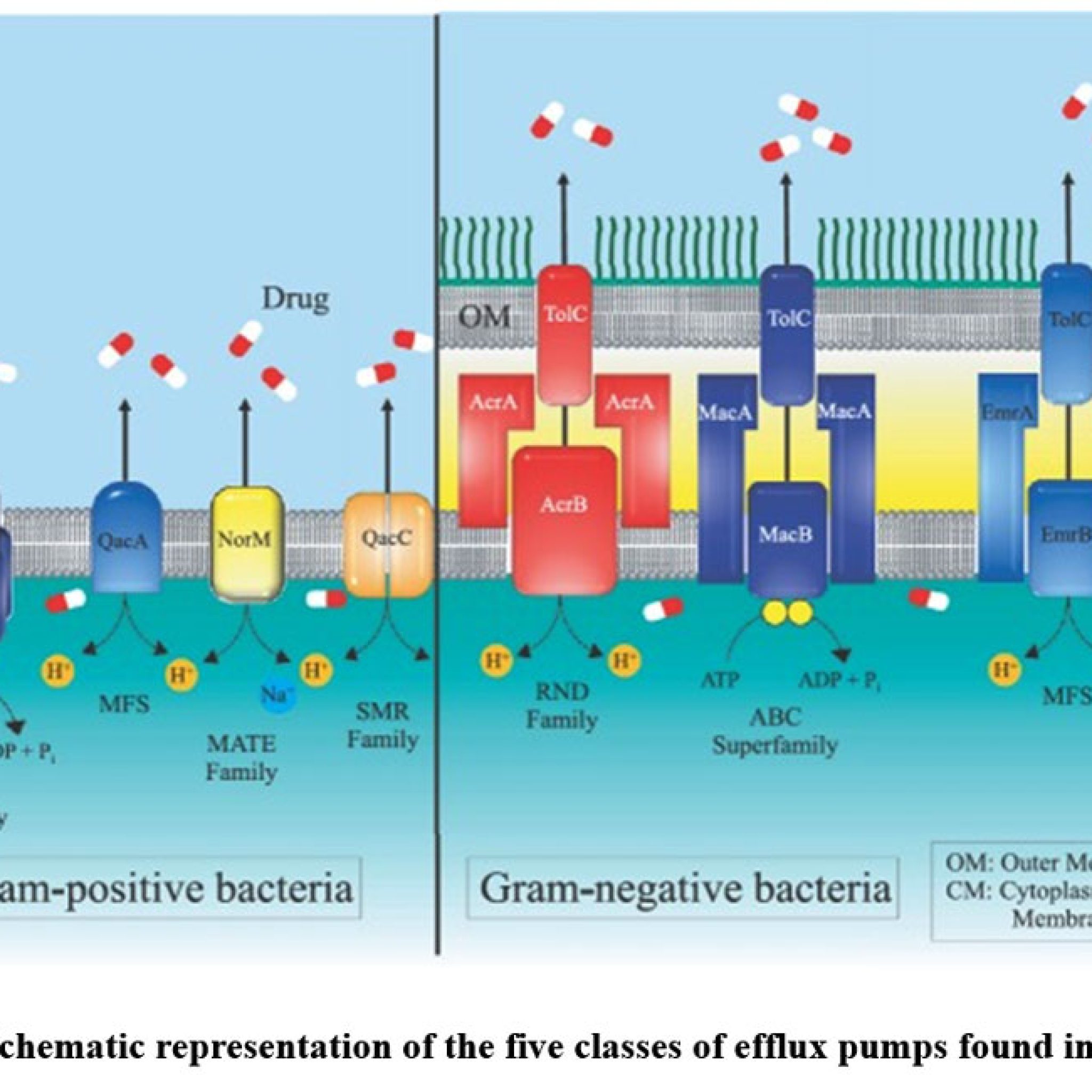 Efflux Pump Inhibitors and their Role in Combating Bacterial Drug ...