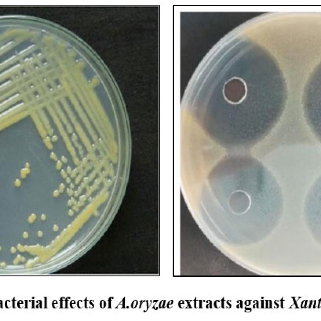 A Comprehensive Study of Aspergillus Oryzae-Derived Bioimmunostimulants ...