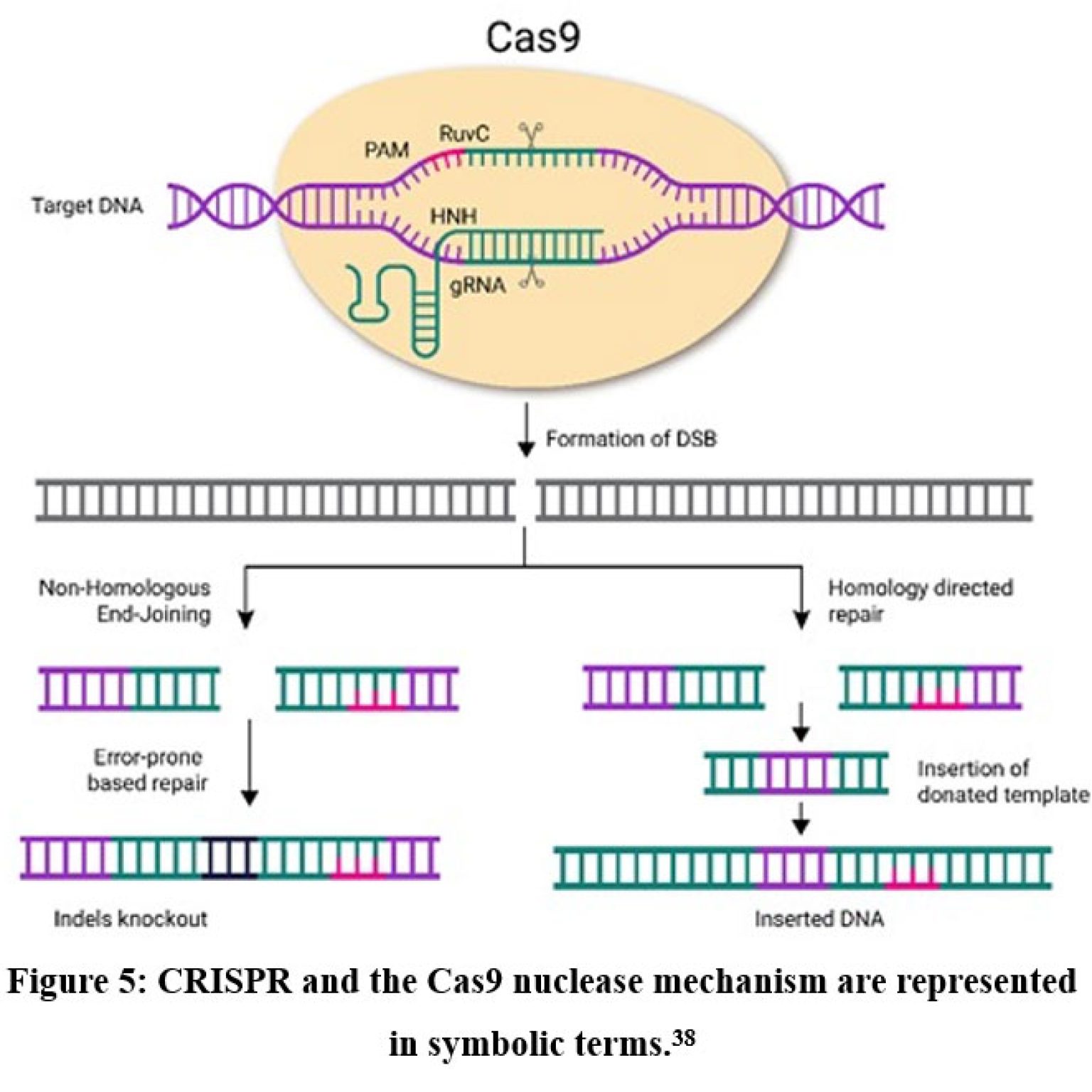 CRISPR/CAS9-Mediated Gene Editing in Human Gametes: A Review ...