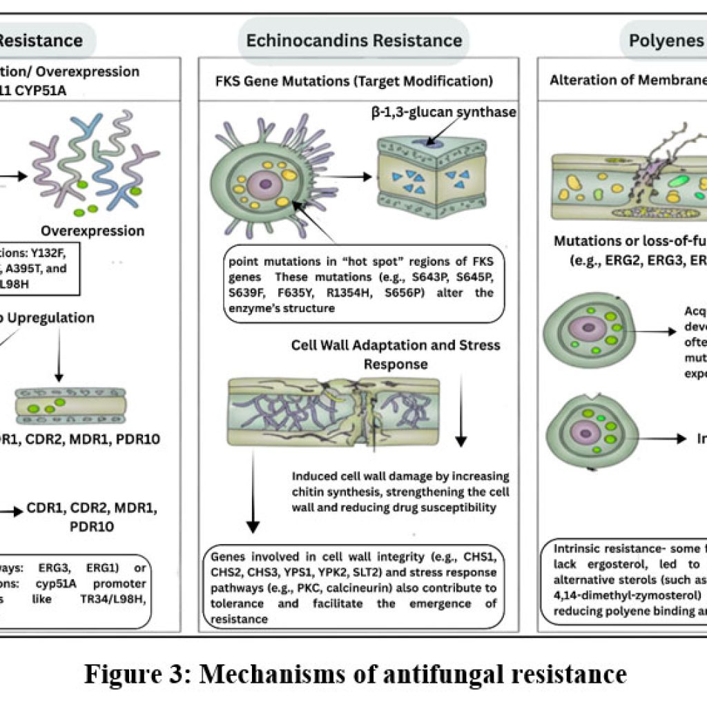 Exploring New Antifungal Agents for the Treatment of Candida Infections ...
