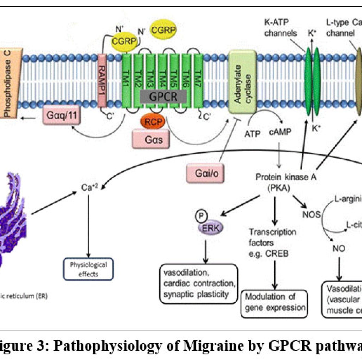 Impact of Various Receptors: GPCR, PACAP, CGRP, Purinergic Receptors ...