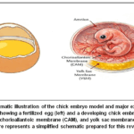 The Chick Embryo Model: From Developmental Biology to Comprehensive ...