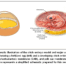 The Chick Embryo Model: From Developmental Biology to Comprehensive ...